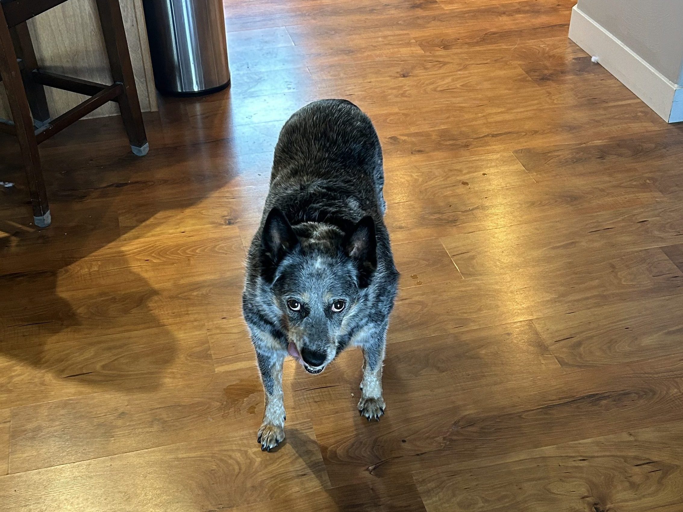 Seth B – Addie – Lighthouse Veterinary Services