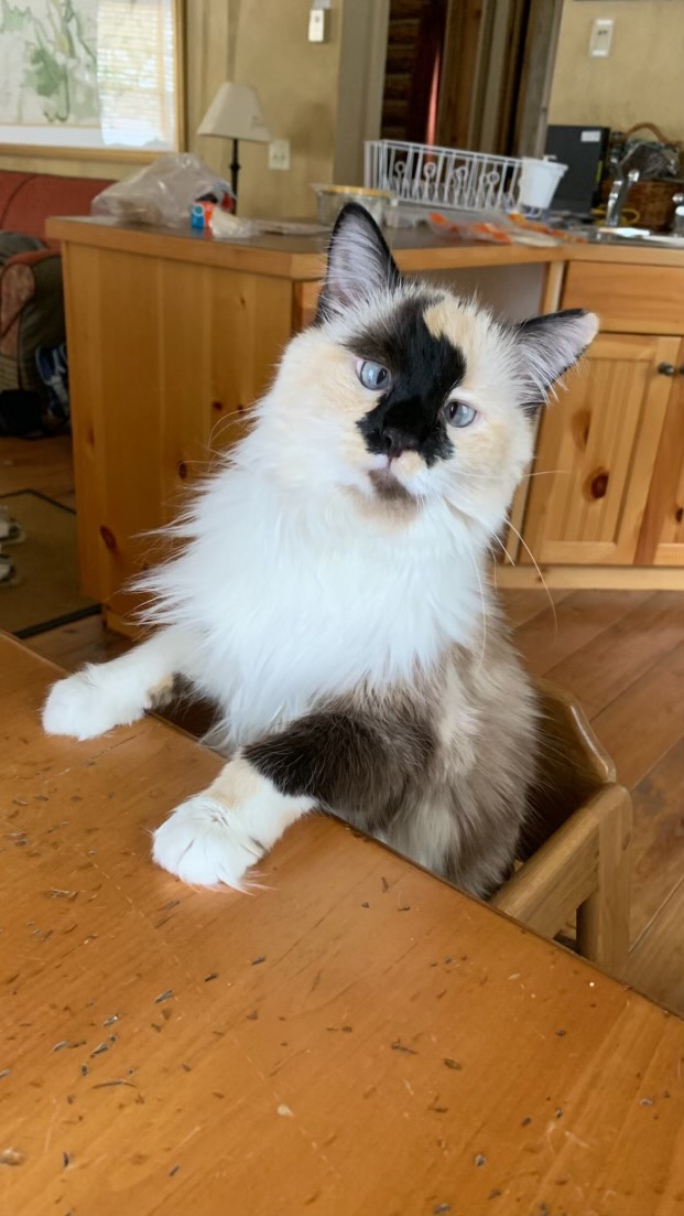 2 Memorials – Lighthouse Veterinary Services